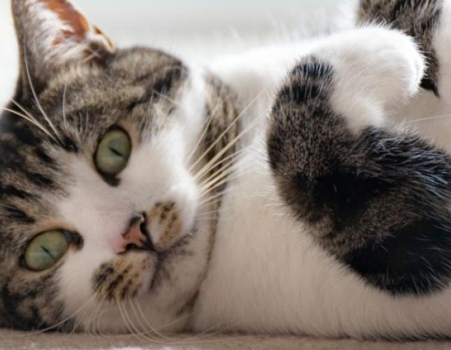 Millard Veterinary Clinic: Top Rated Omaha Veterinarians