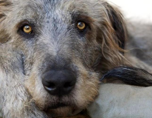 Millard Veterinary Clinic: Top Rated Omaha Veterinarians