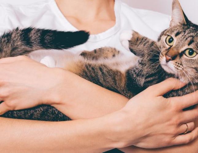 Millard Veterinary Clinic: Top Rated Omaha Veterinarians