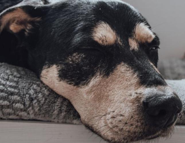 Millard Veterinary Clinic: Top Rated Omaha Veterinarians